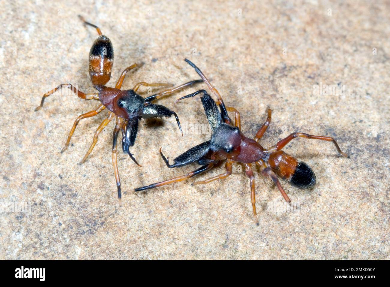 Ant mimic jumping spider, Ant spider (Myrmarachne formicaria), two ...