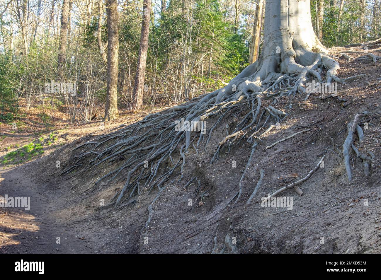 The tree roots on top of the ground Stock Photo - Alamy