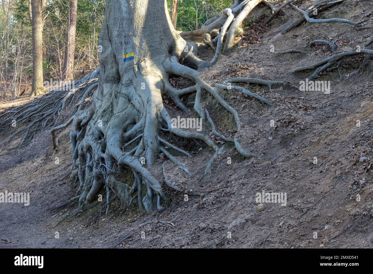 The tree roots on top of the ground Stock Photo - Alamy