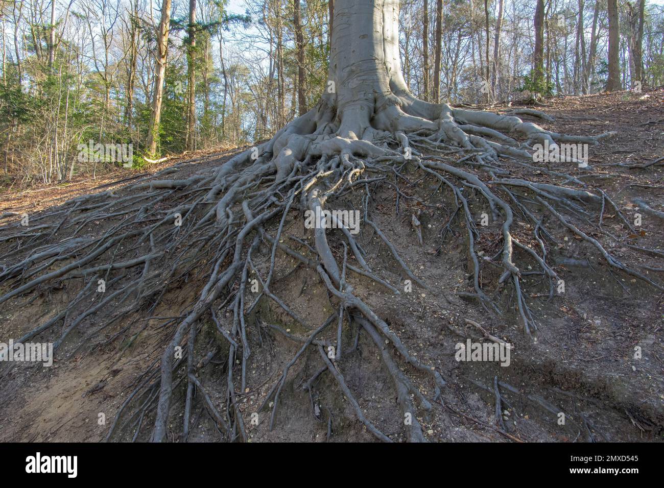 The tree roots on top of the ground Stock Photo - Alamy