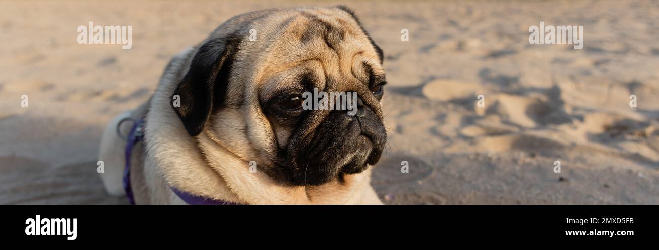 cute pug dog lying on sandy beach in Barcelona, banner Stock Photo - Alamy