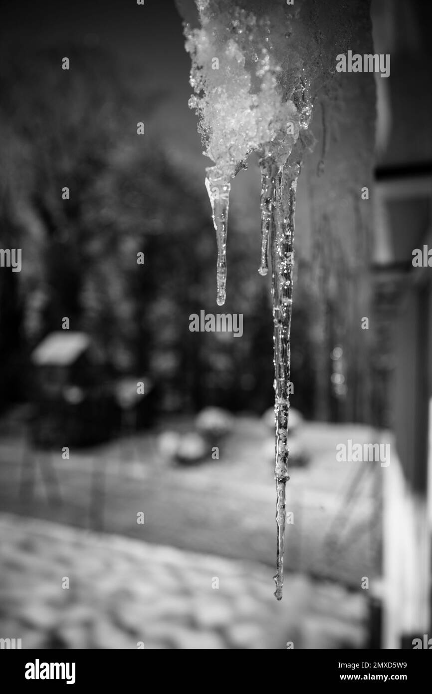 A shallow focus grayscale Black and white icicle Stalactite in snow ...