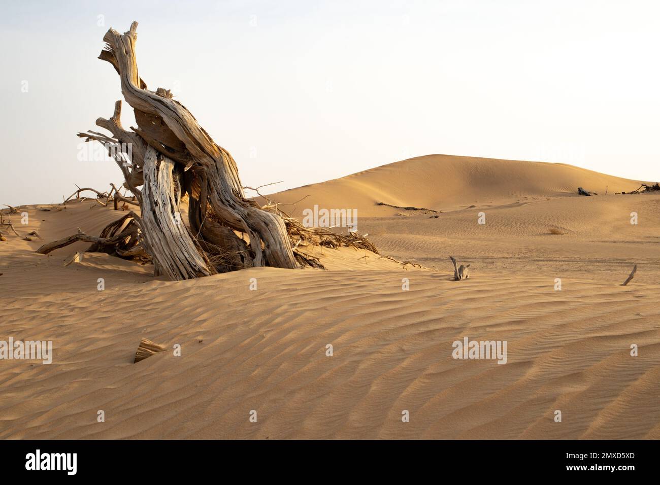 A landscape of dry driftwood on sandy desert dunes under a blue sky Stock Photo - Alamy