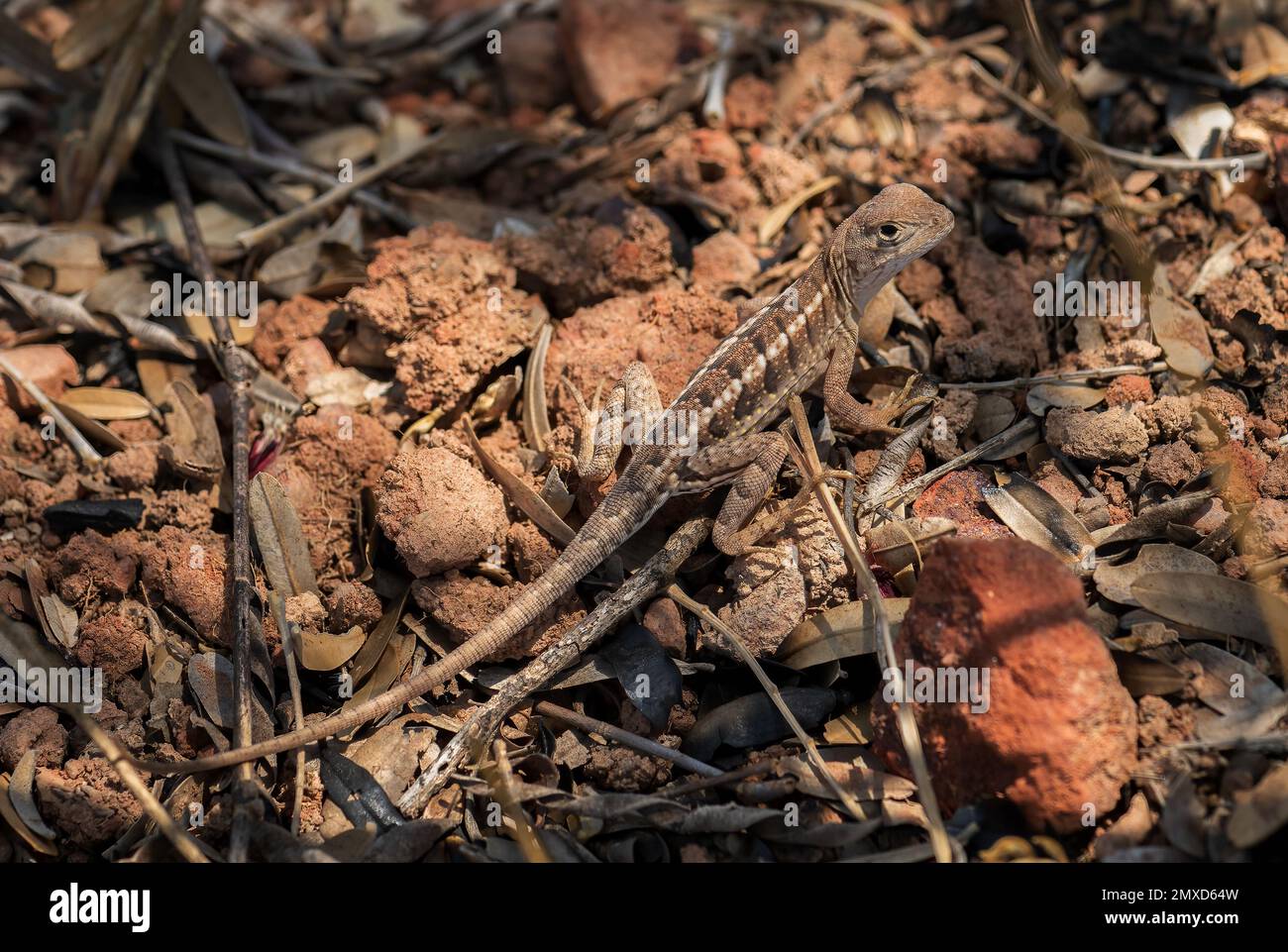 Malagasy terrestrial iguanian lizard - Chalarodon madagascariensis ...