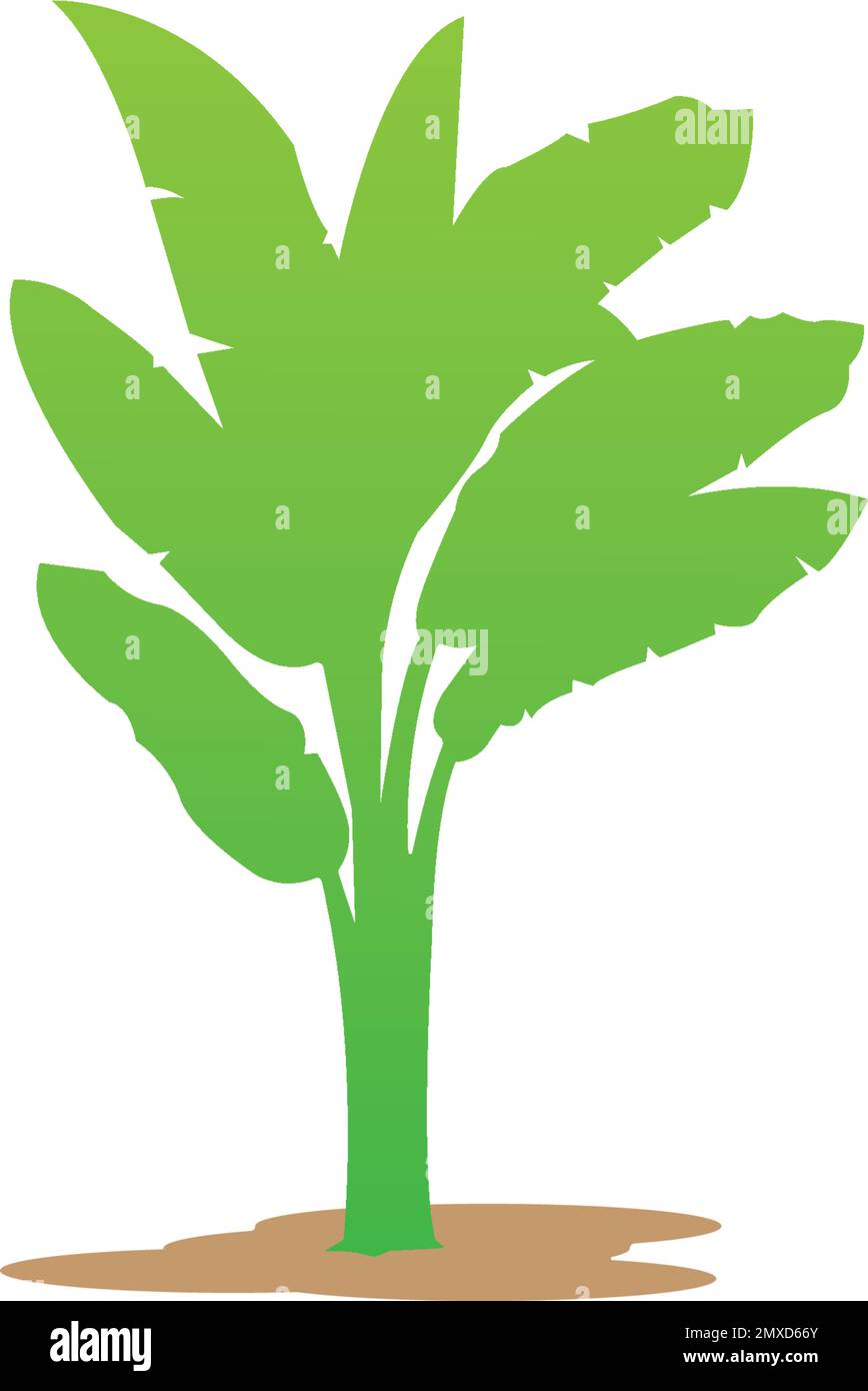 Banana tree vector vectors hi-res stock photography and images - Alamy