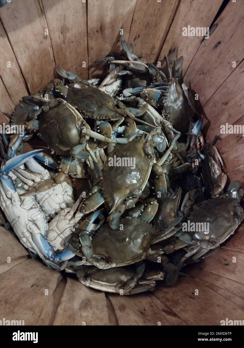 A vertical top view of crabs in a light brown wooden bucket Stock Photo ...