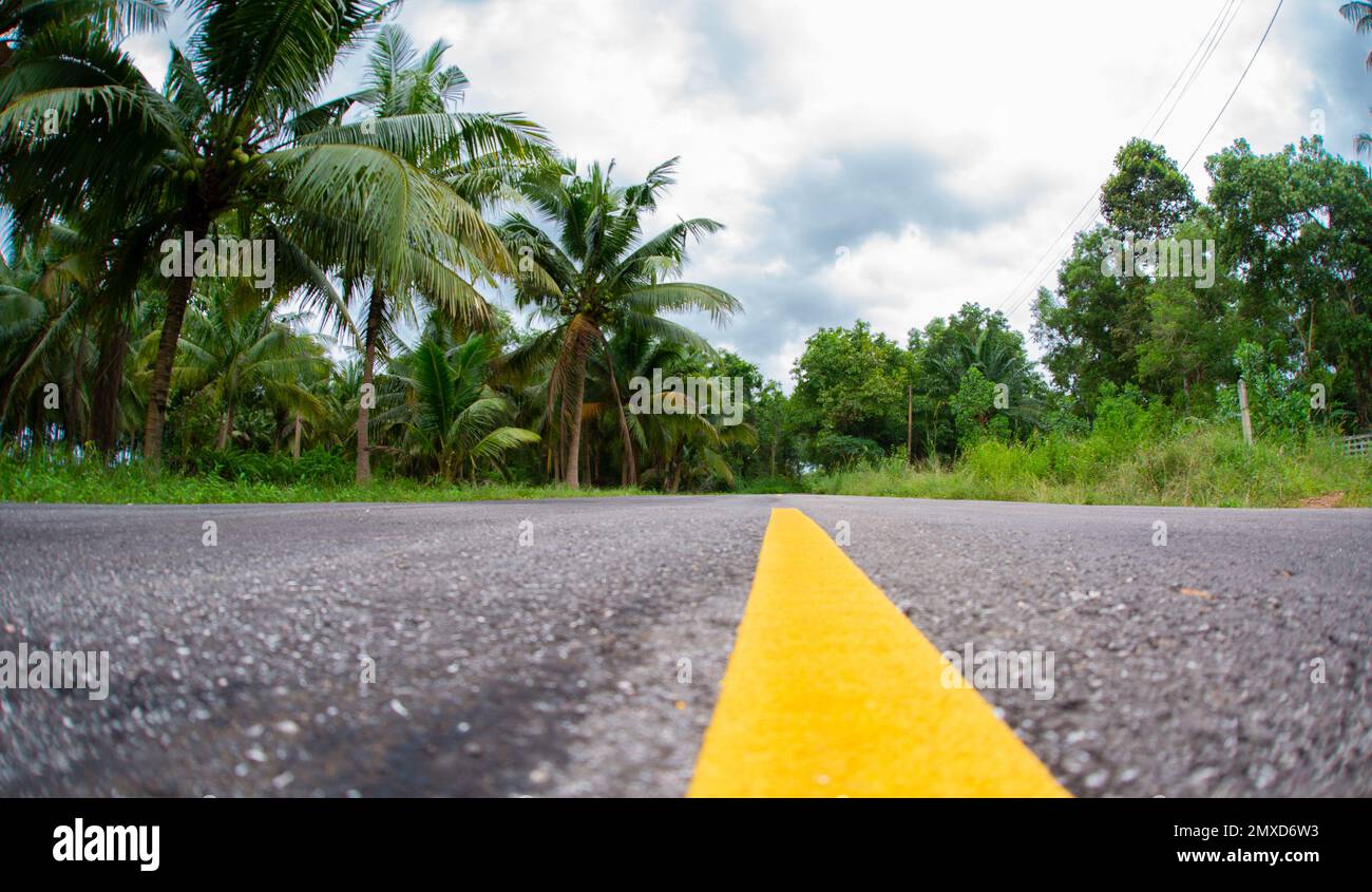 Exotic and wild scenery with palm trees and coconut trees in Thailand ...