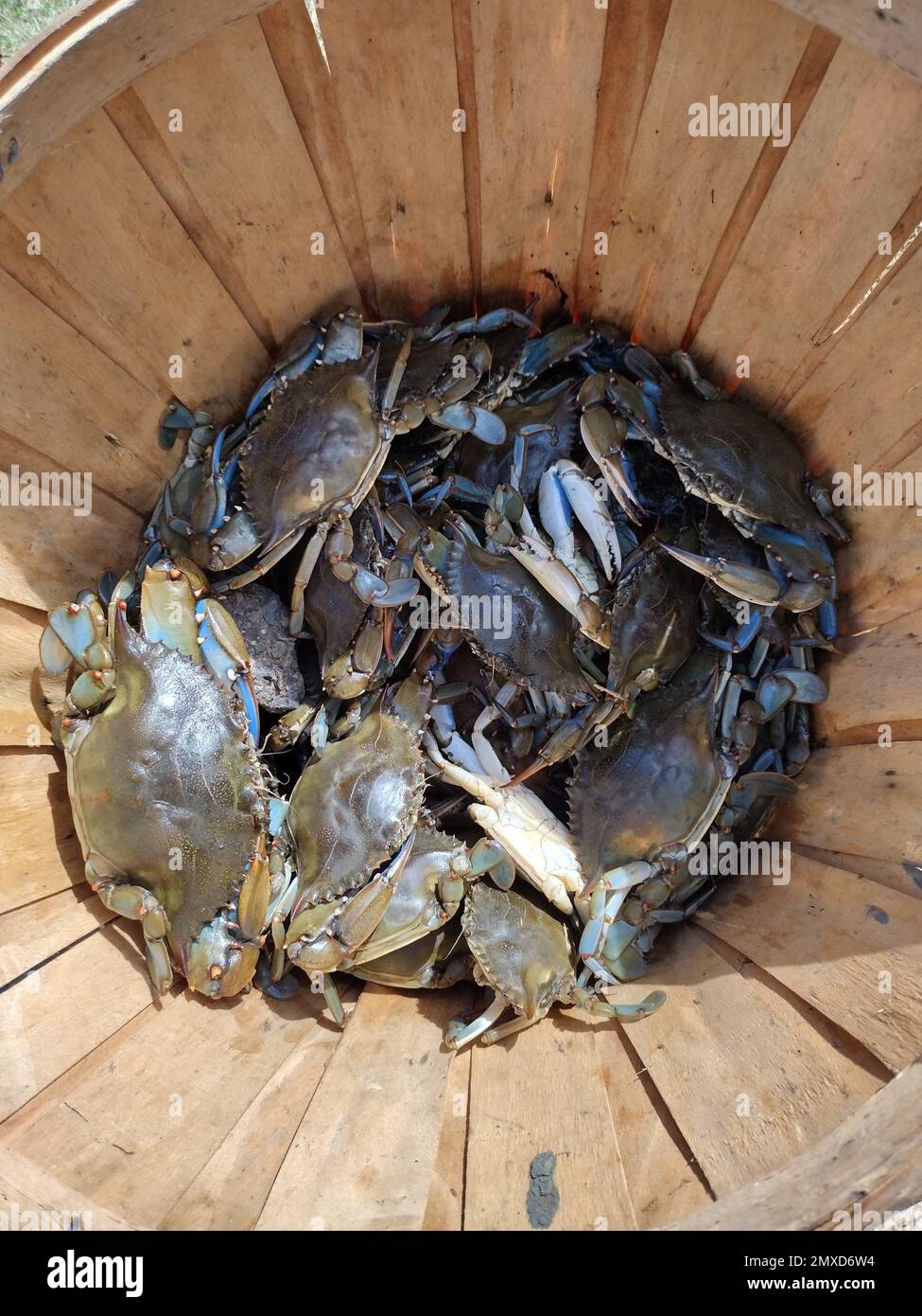 A vertical top view of crabs in a light brown wooden bucket Stock Photo ...