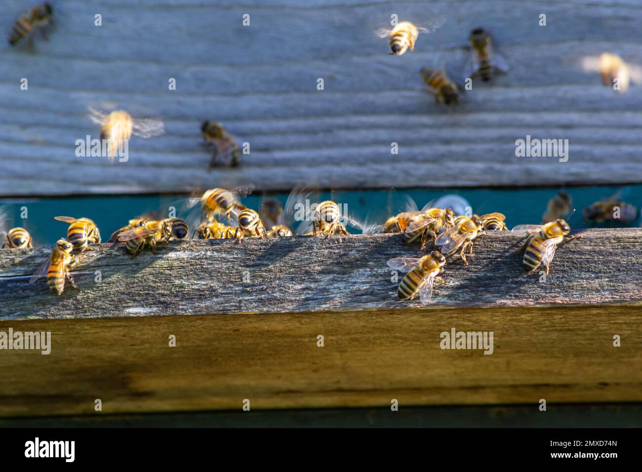 swarm of honey bees flying around beehive. Bees returning from ...