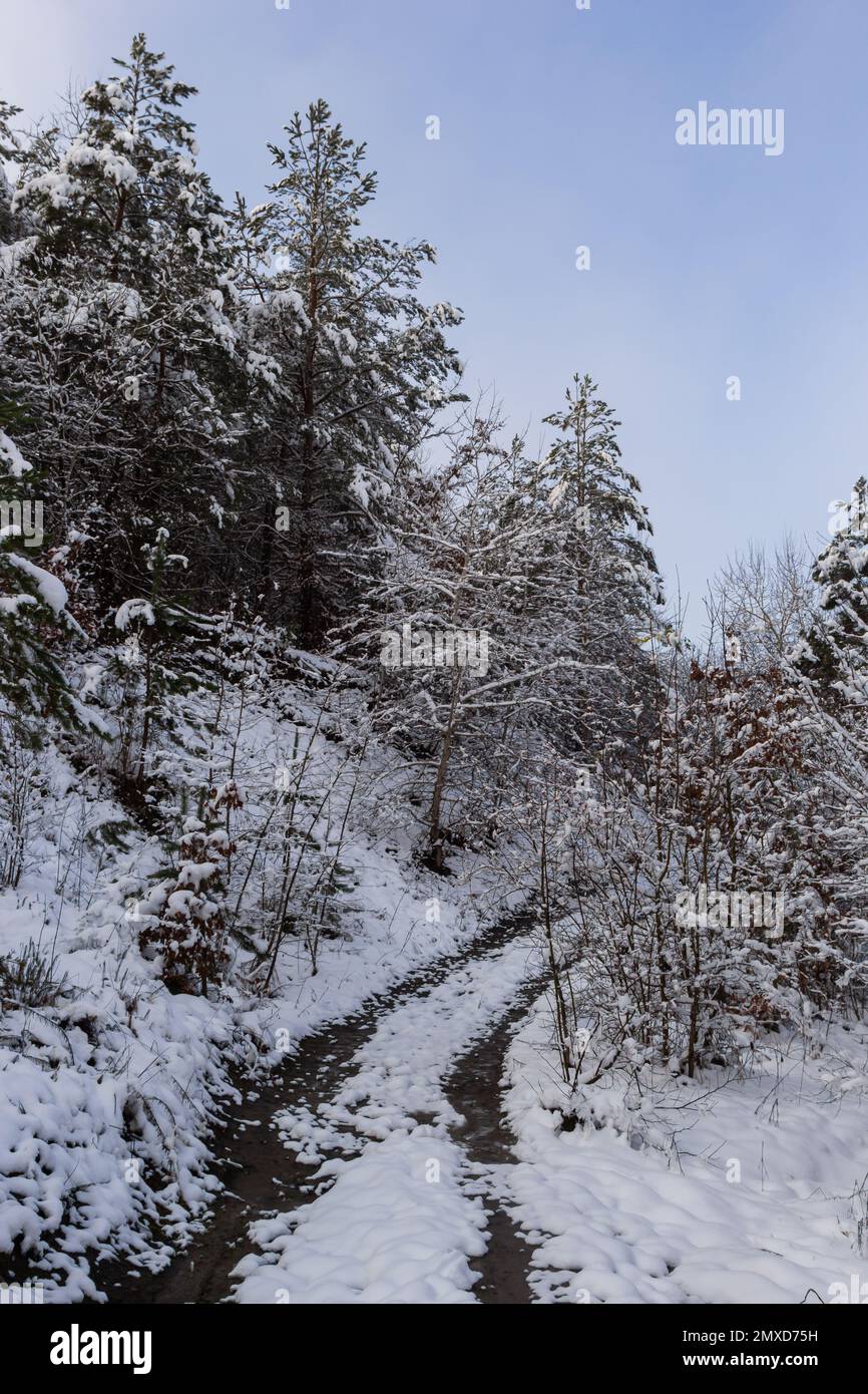 Landscape of a winter snowy forest. Pines, spruces, larches, conifers ...