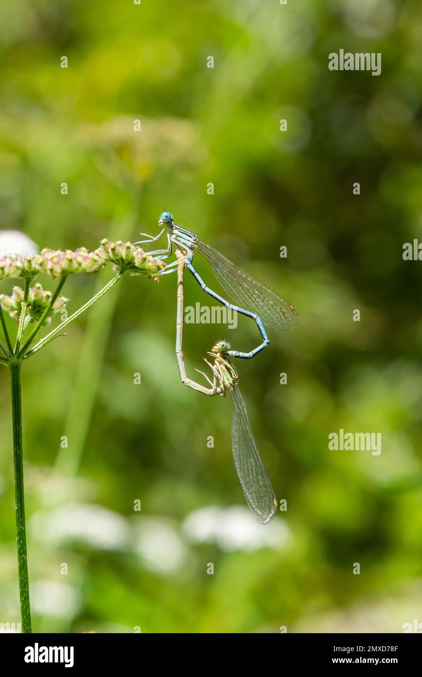 Close-up of two Feather Dragonflies Platycnemis pennipes mating ...