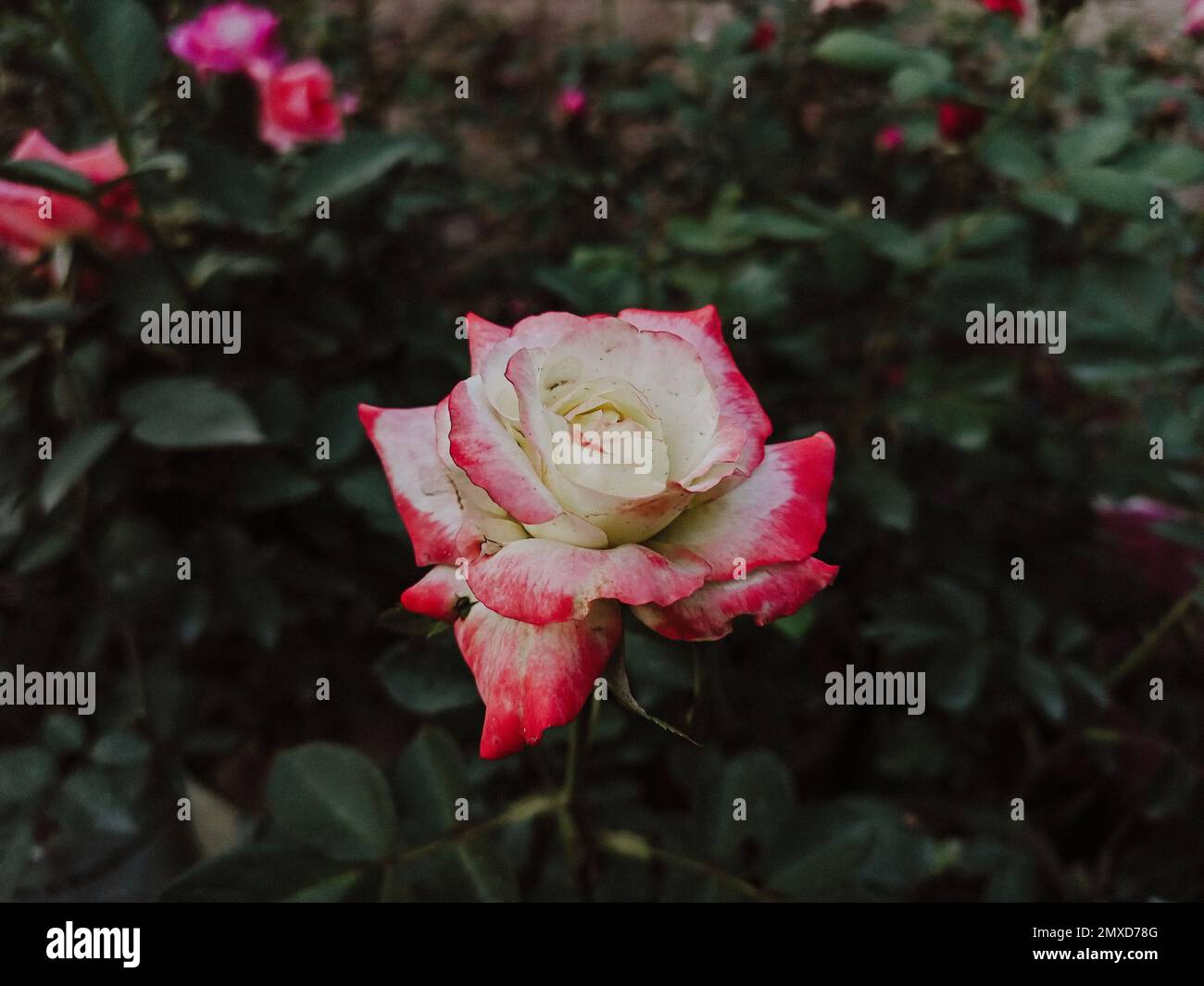Bicolored rose hi-res stock photography and images - Alamy