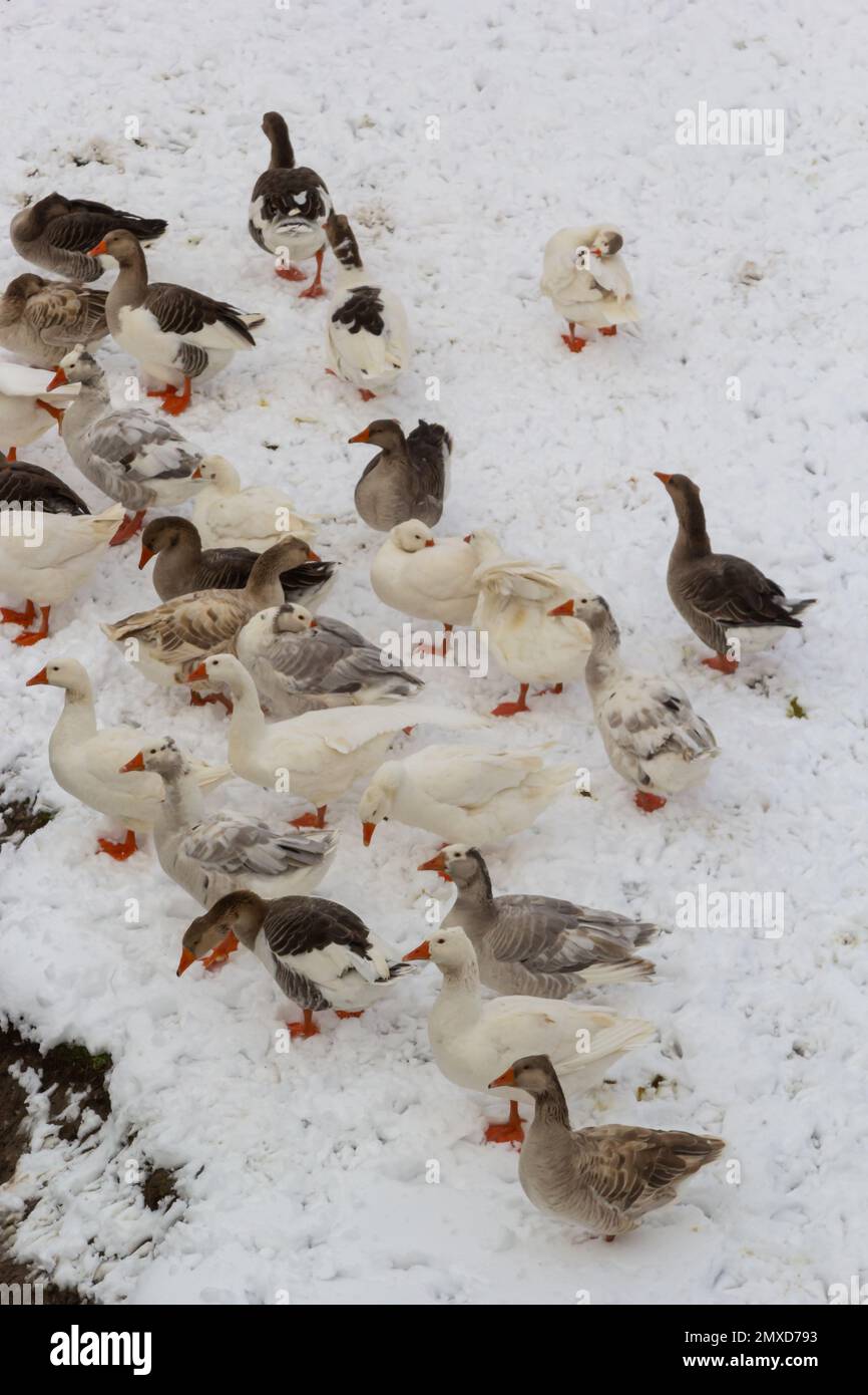 Domestic geese walk in the snow in the countryside Stock Photo - Alamy
