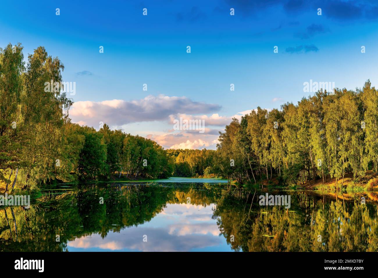 Sunset or dawn on a pond with birch trees along the banks and a cloudy ...