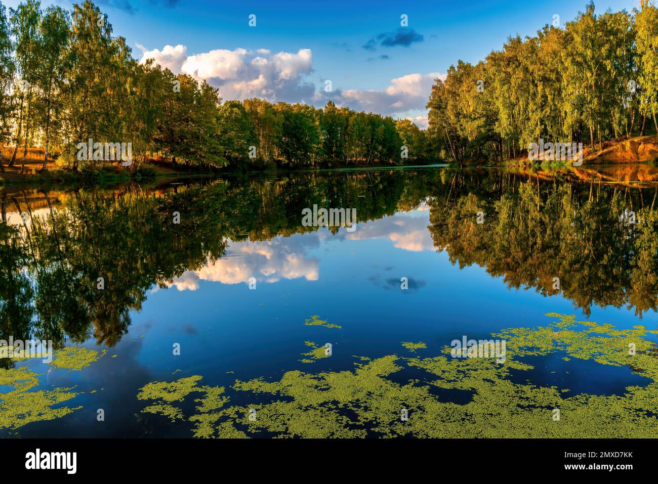 Sunset or dawn on a pond with birch trees along the banks and a cloudy ...