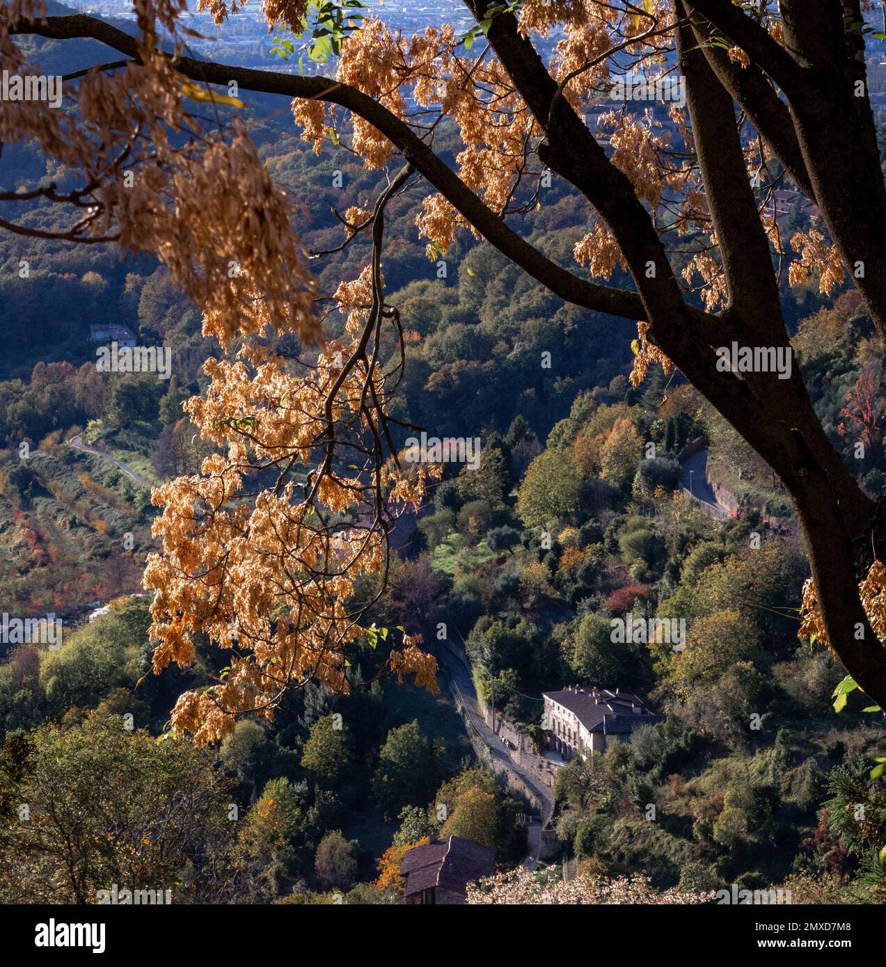 A vertical shot of a cliff covered with trees through the branches of a ...