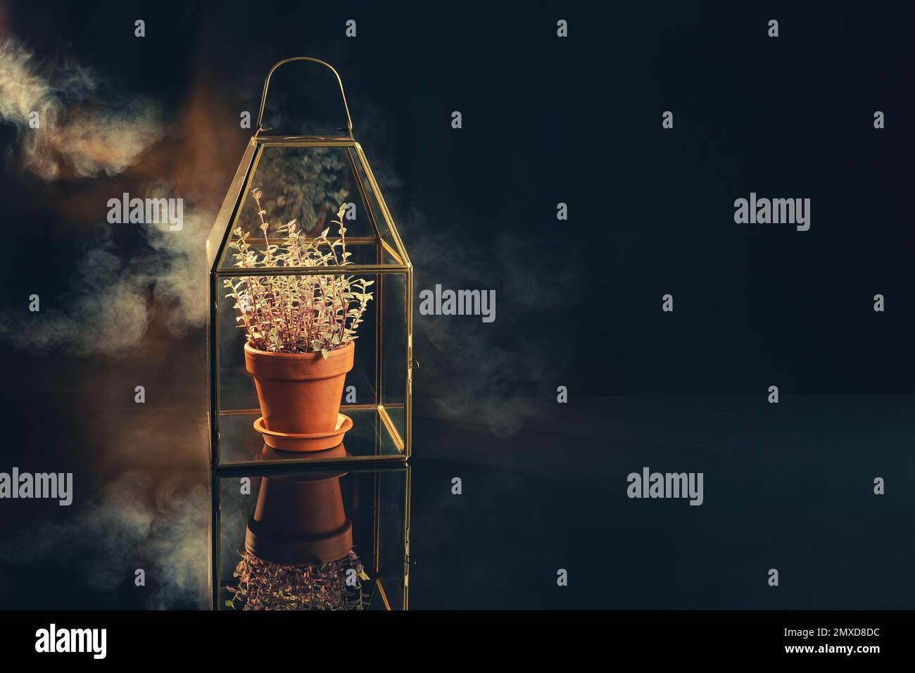 Mysterious Witchy Style Home Decor. Houseplant in a Terracota Pot ...