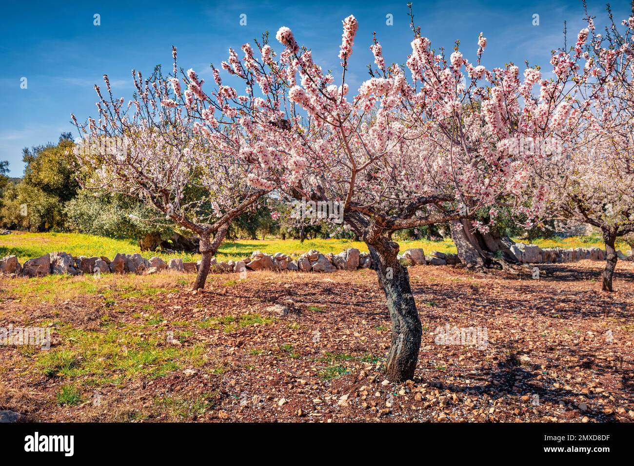 The most beautiful spring scenery hi-res stock photography and images ...