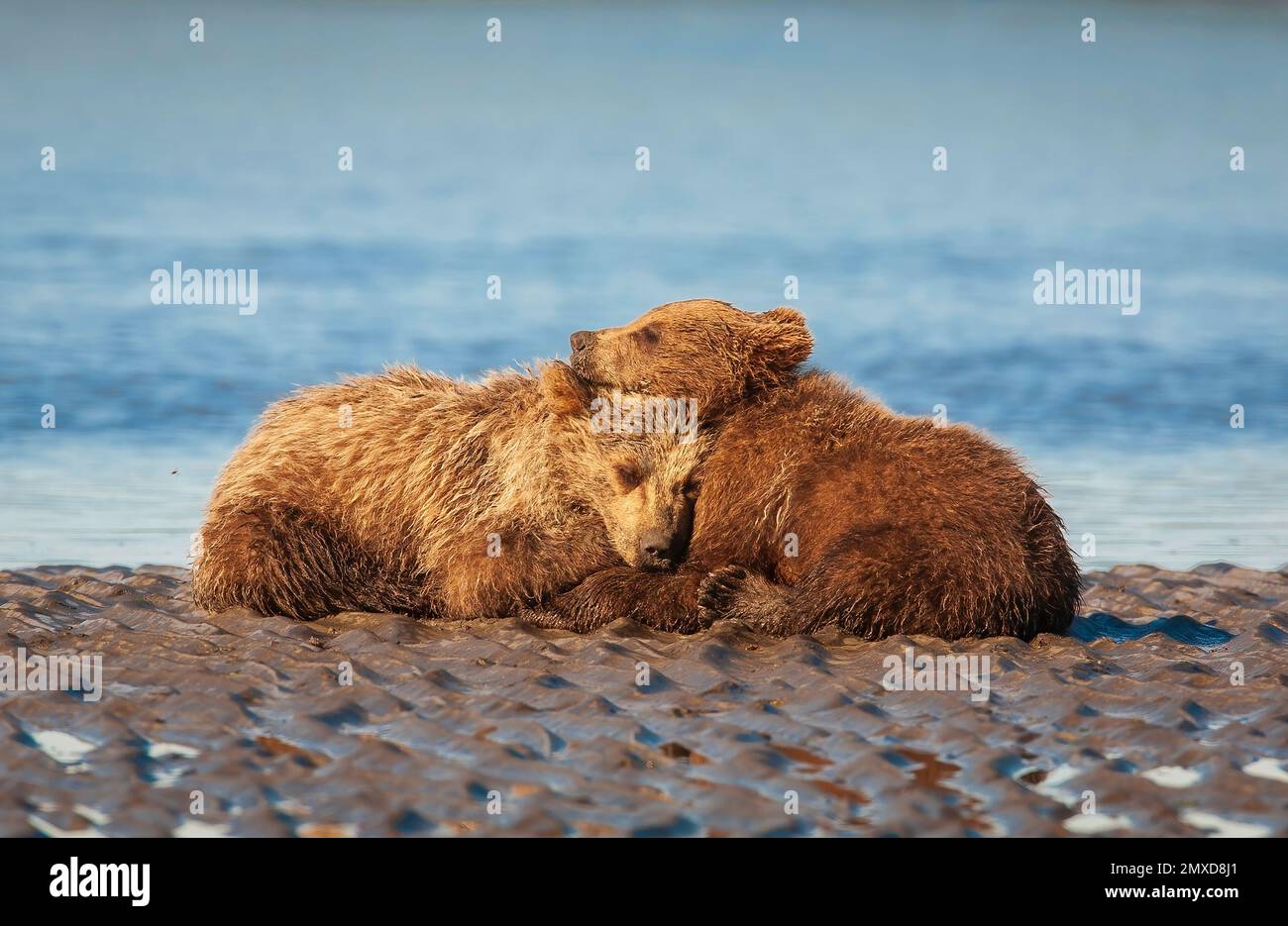 A wholesome view of two brown Grizzly bears, Ursus arctos horribilis ...