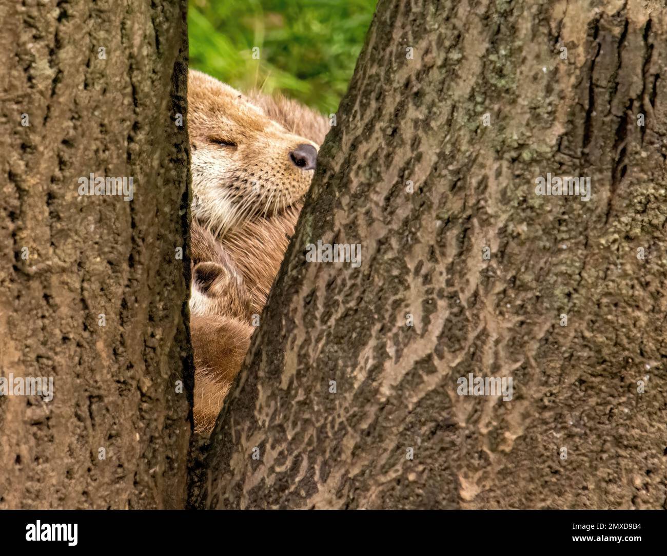 A closeup of the muzzle of a sleeping North American river otter ...