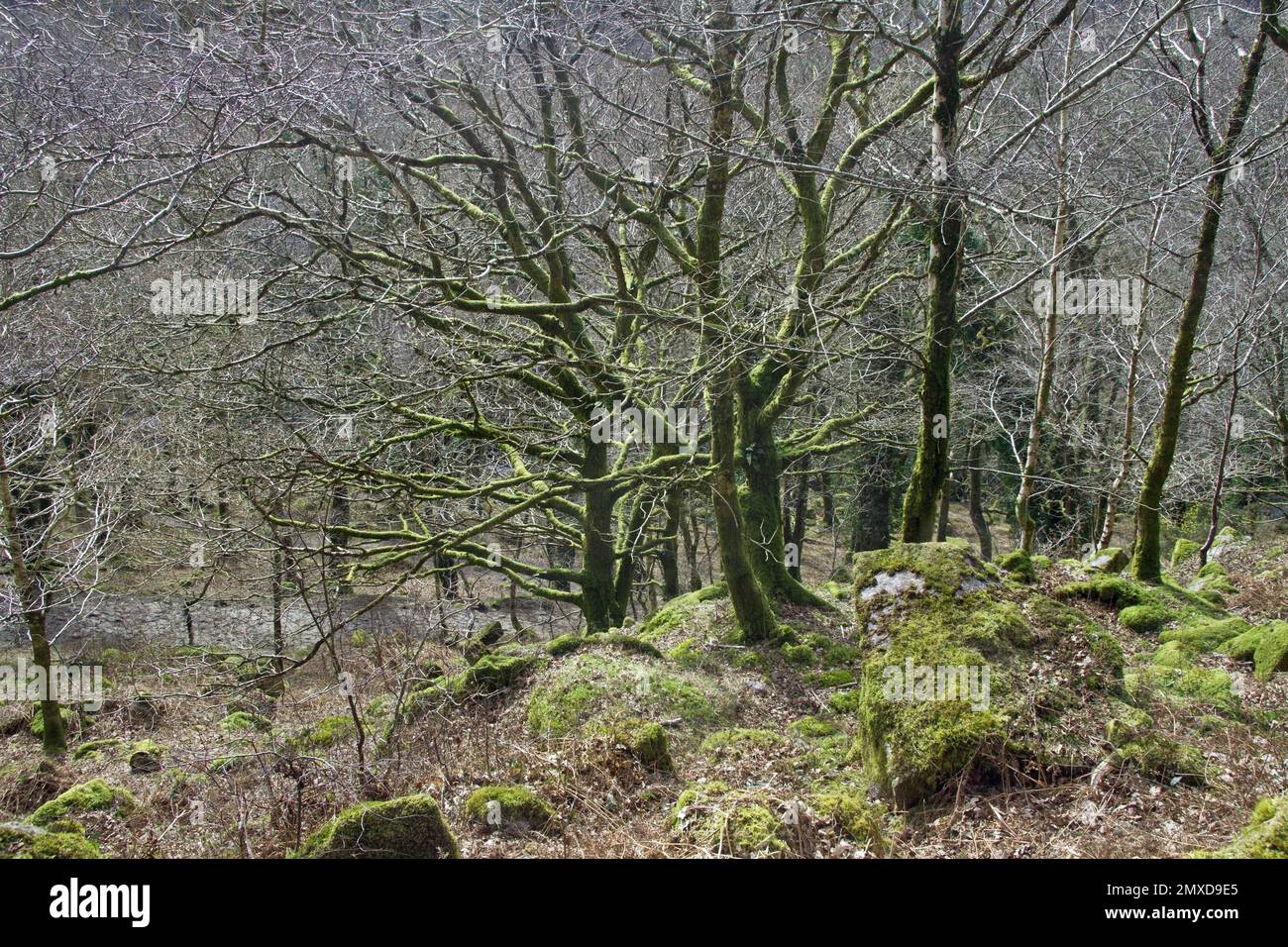 Moss covered trees at Shaugh Woods beside the River Meavy in South ...