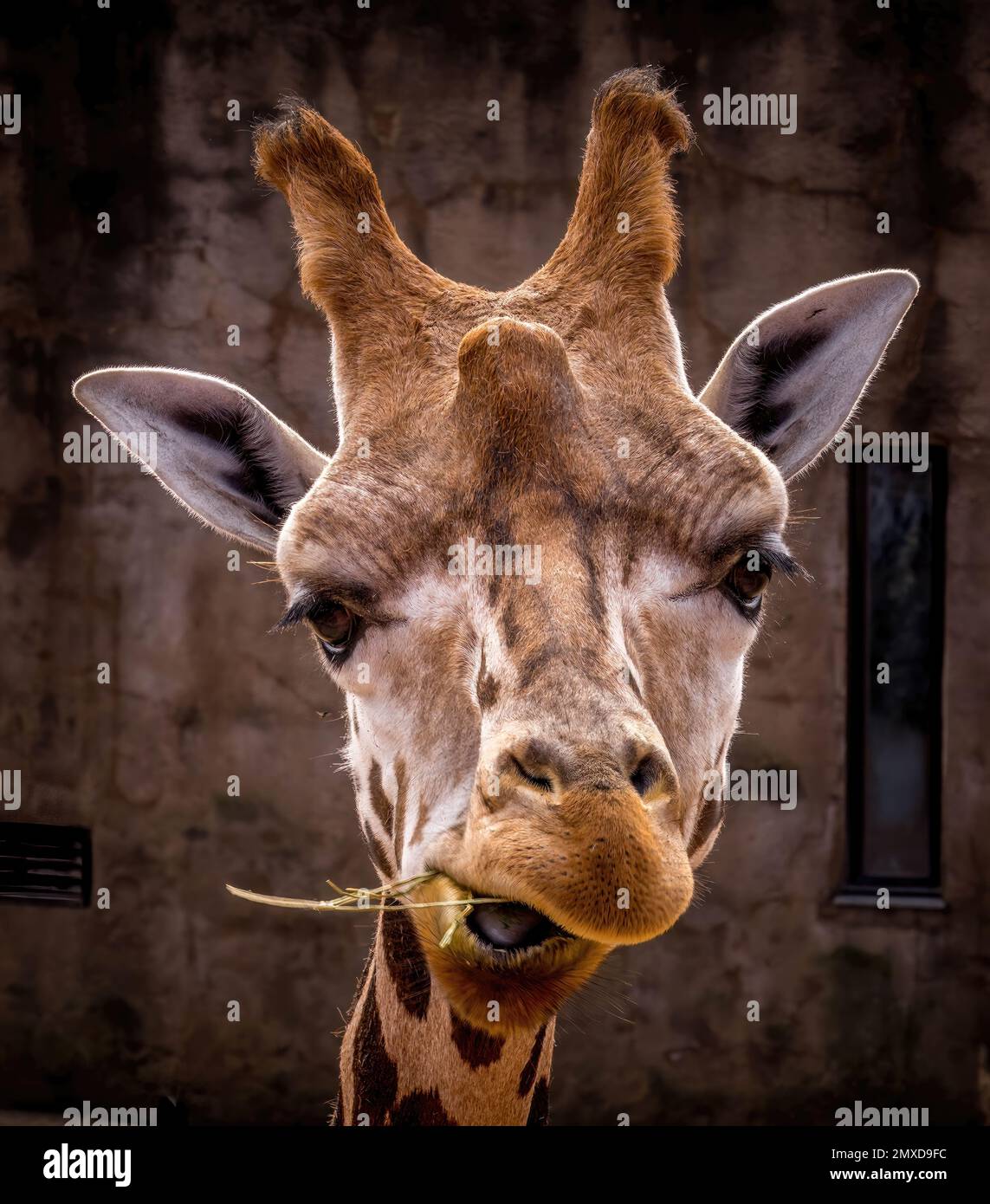 A vertical closeup of the head of a giraffe against brown background ...