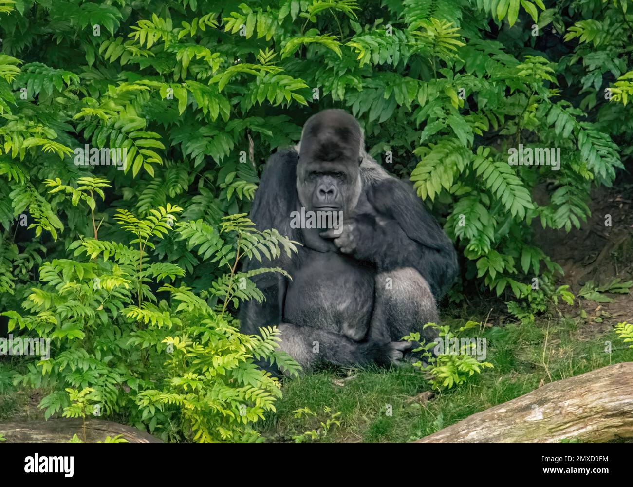 A closeup of a black big gorilla near a lush bush in a forest Stock ...