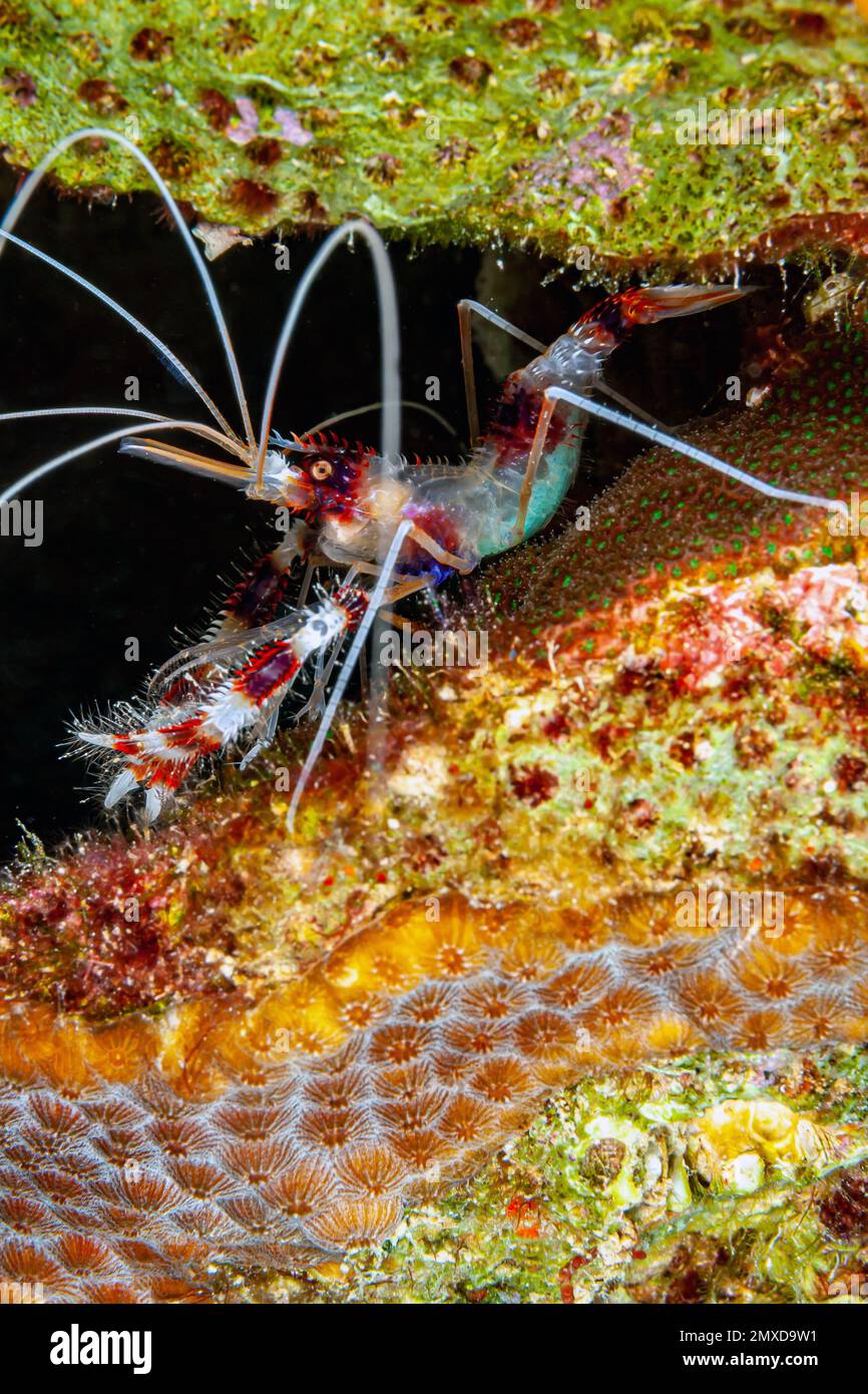 Stenopus hispidus is a shrimp-like decapod crustacean belonging to the ...