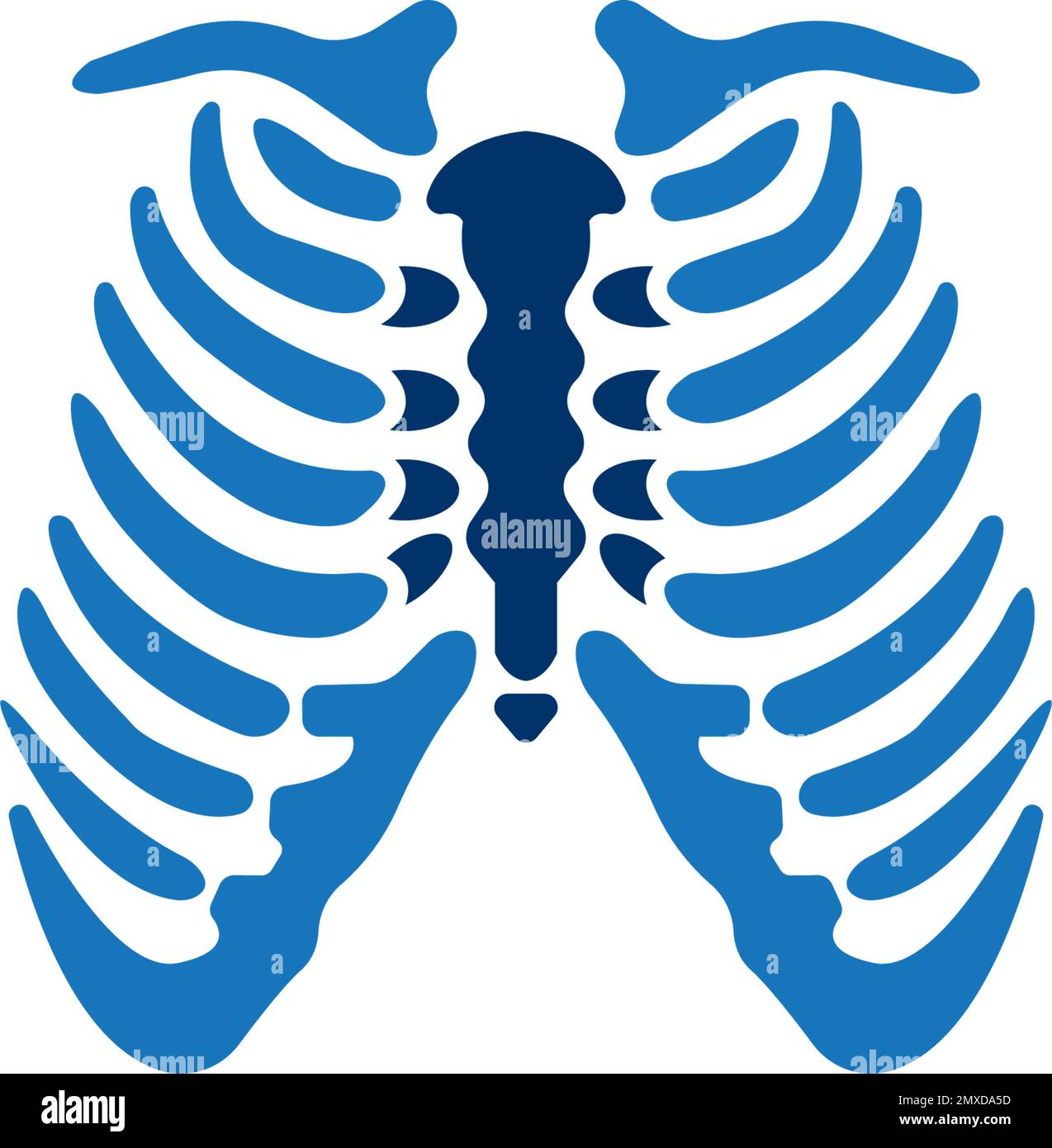 Images Of Human Ribs