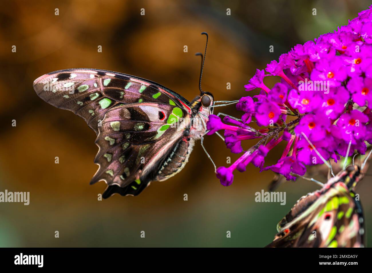 Siproeta stelenes,malachite, Neotropical brush-footed butterfly ...