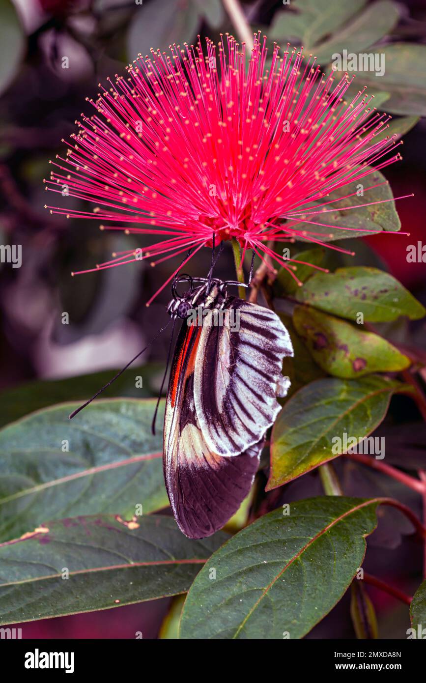 Heliconius comprises a colorful and widespread genus of brush-footed butterflies commonly known ...