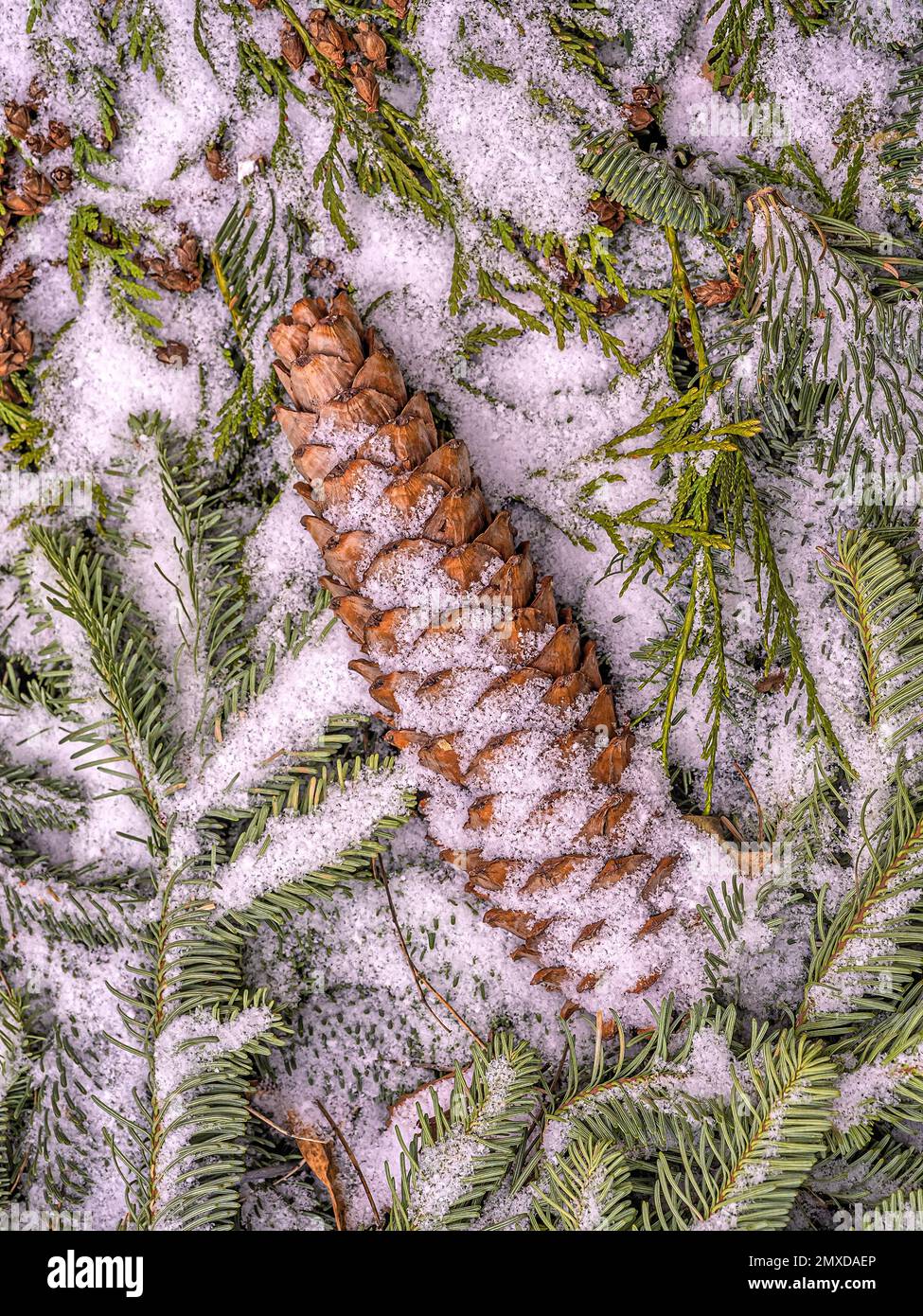 Coulter pine or big-cone pine, Pinus coulteri,family Pinaceae Stock ...