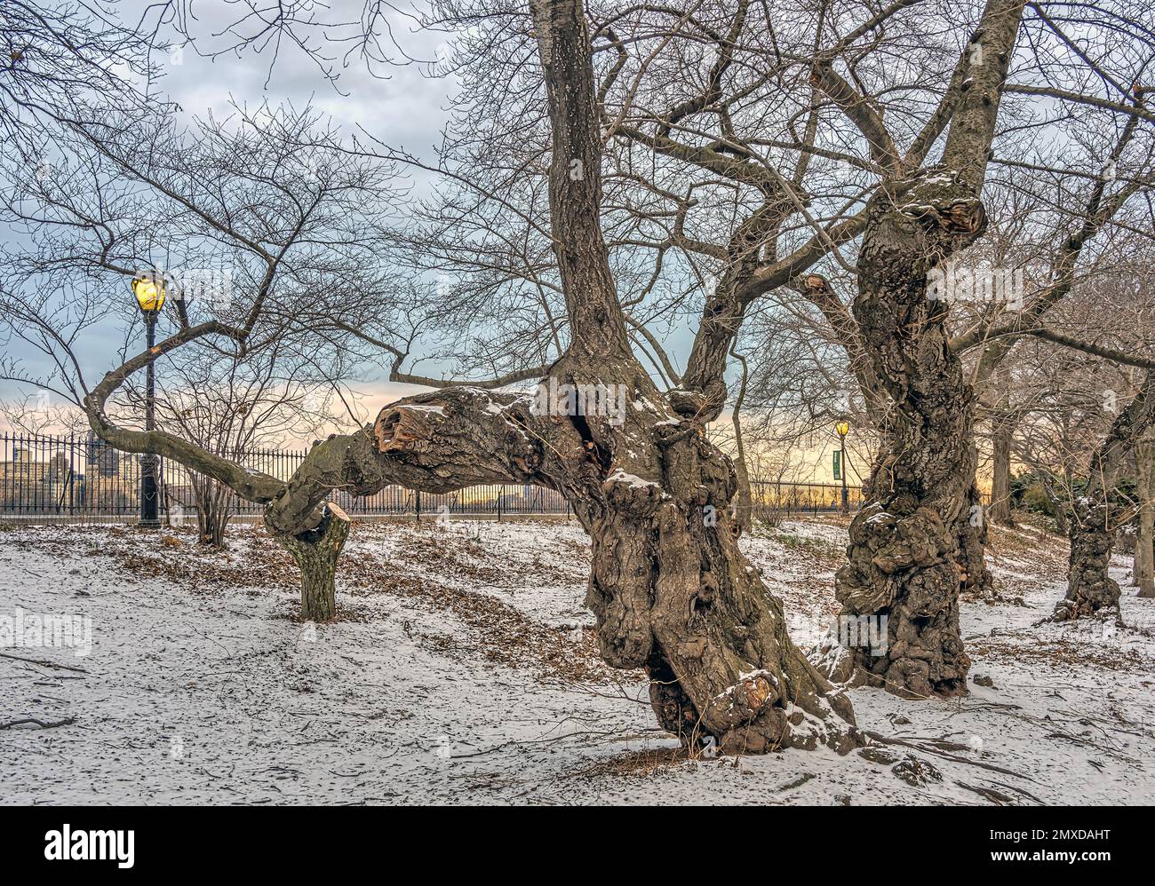 Central Park in winter after light snow with Japanese cherry trees ...