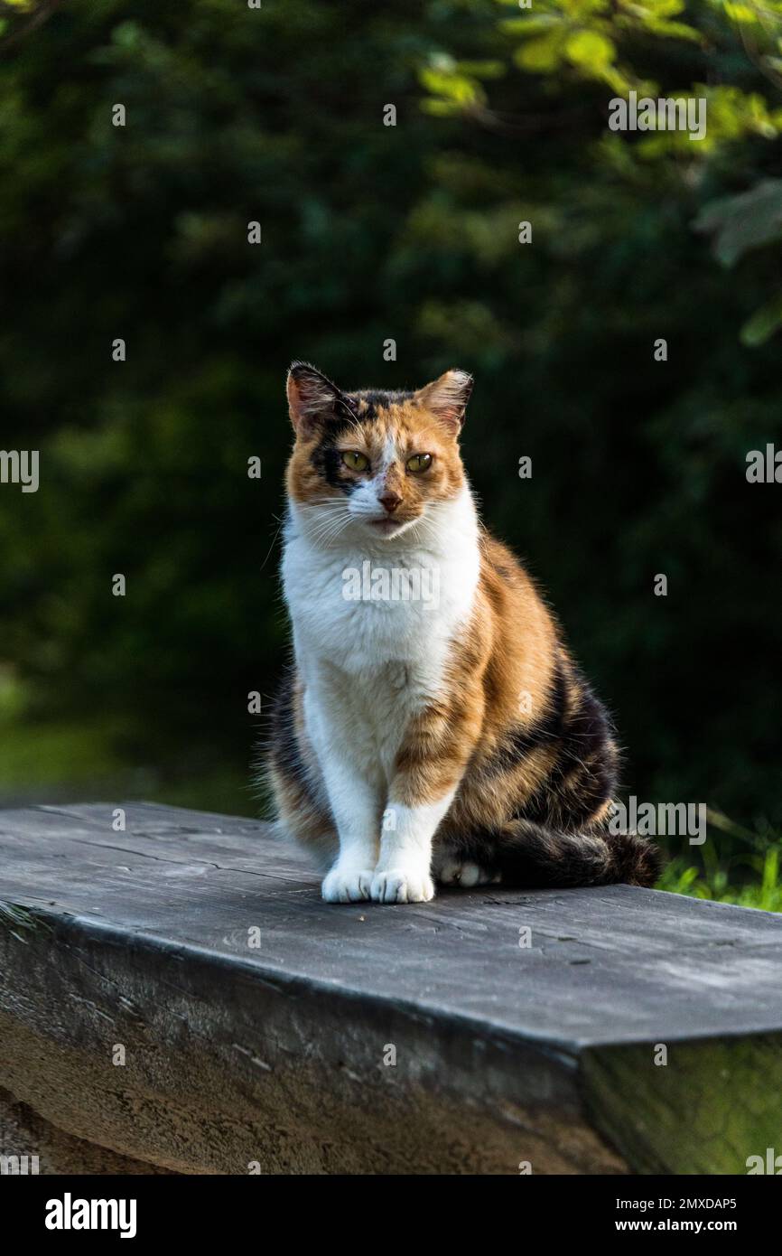 A vertical closeup of a cute calico cat sitting on the bench Stock ...