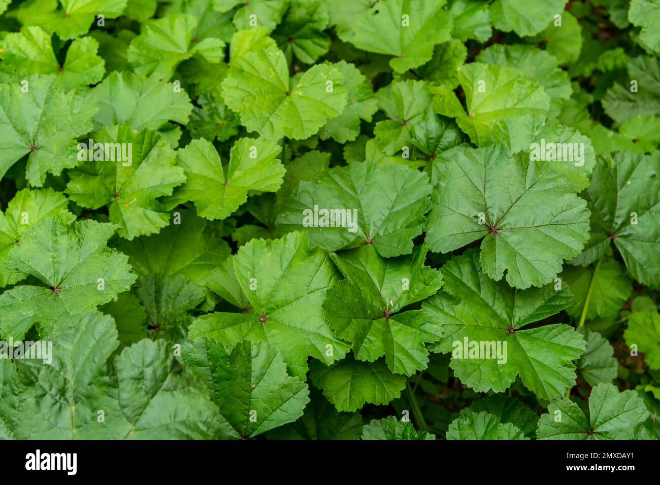 Background with fresh green emerald mallow leaves Stock Photo - Alamy