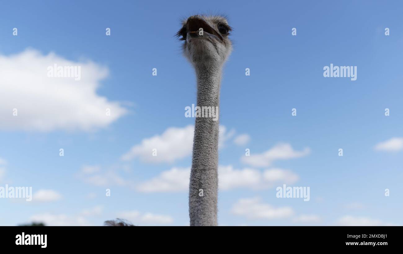 Ostrich life hi-res stock photography and images - Alamy