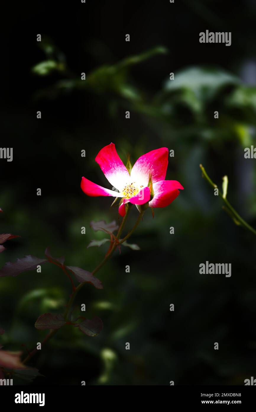 Alexandra rose hi-res stock photography and images - Alamy