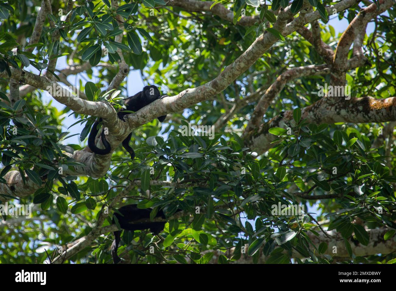 A close-up shot of a Howler monkey sitting on a tree branch Stock Photo ...