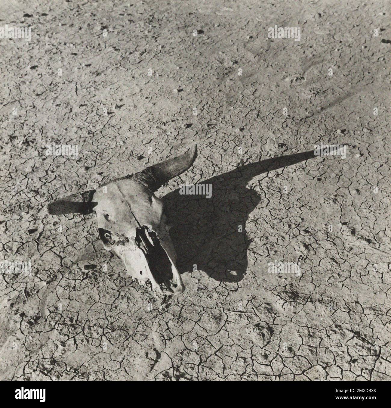 Skull, Badlands, South Dakota. Museum: PRIVATE COLLECTION. Author ...