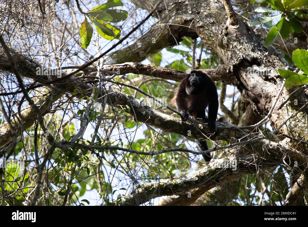 A close-up shot of a Howler monkey sitting on a tree branch Stock Photo ...