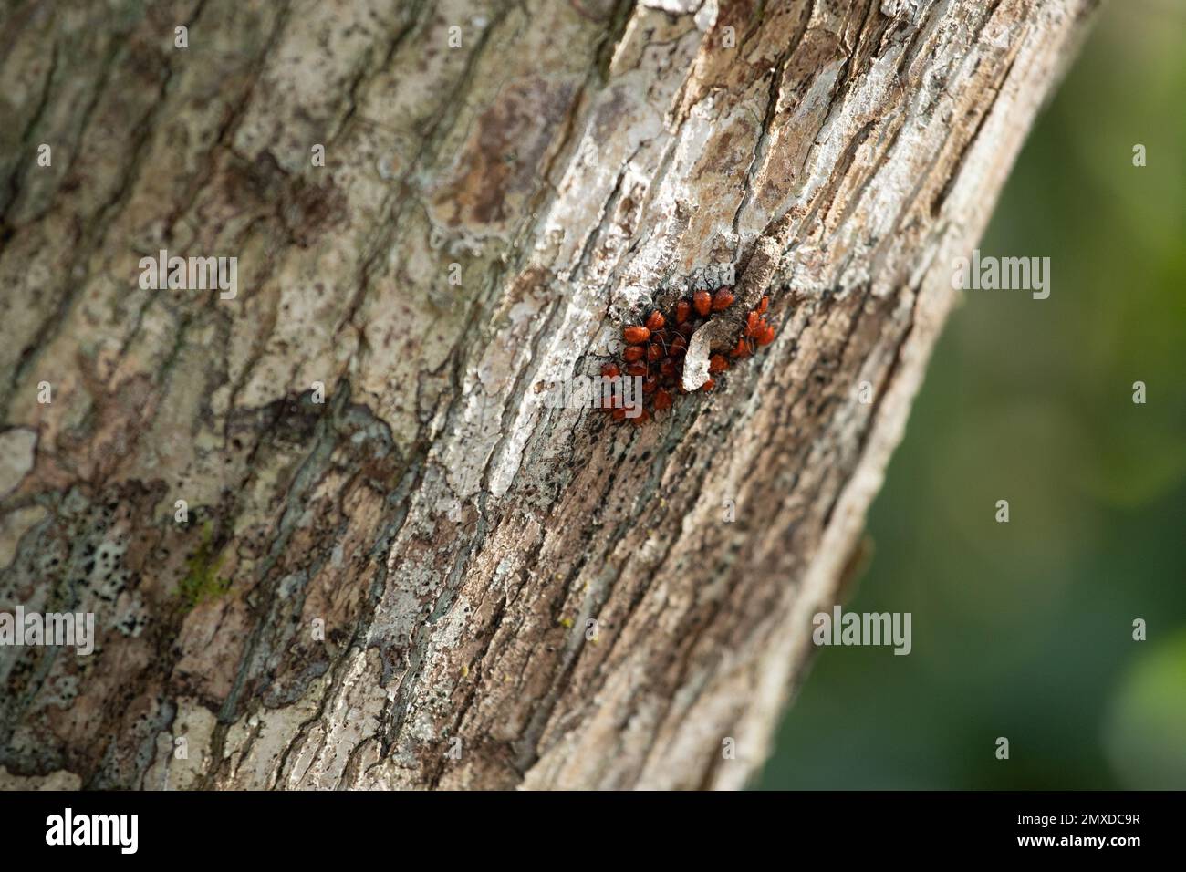 A close-up shot of red bugs on a tree bark Stock Photo - Alamy