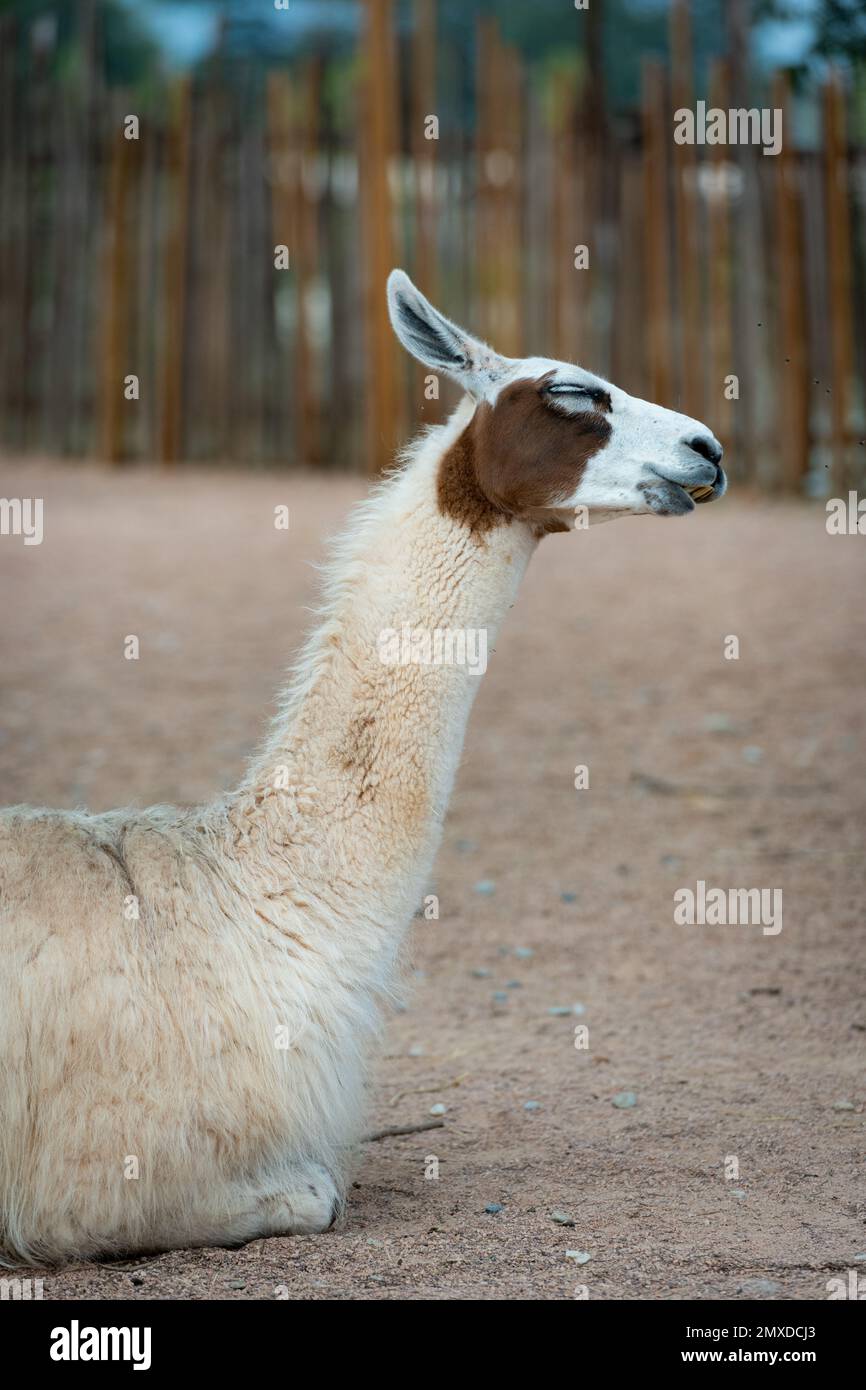 A closeup shot of a sitting single llama in a zoo Stock Photo - Alamy