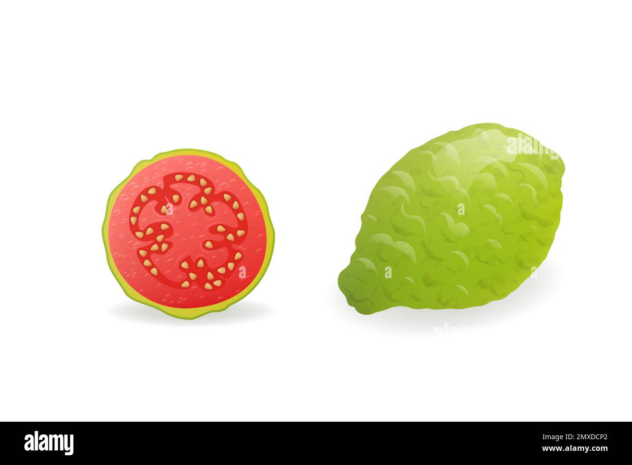 Whole and sliced green Guava fruit vector illustration Stock Vector ...