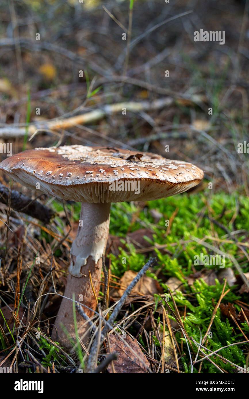 Pearl fungus hi-res stock photography and images - Alamy