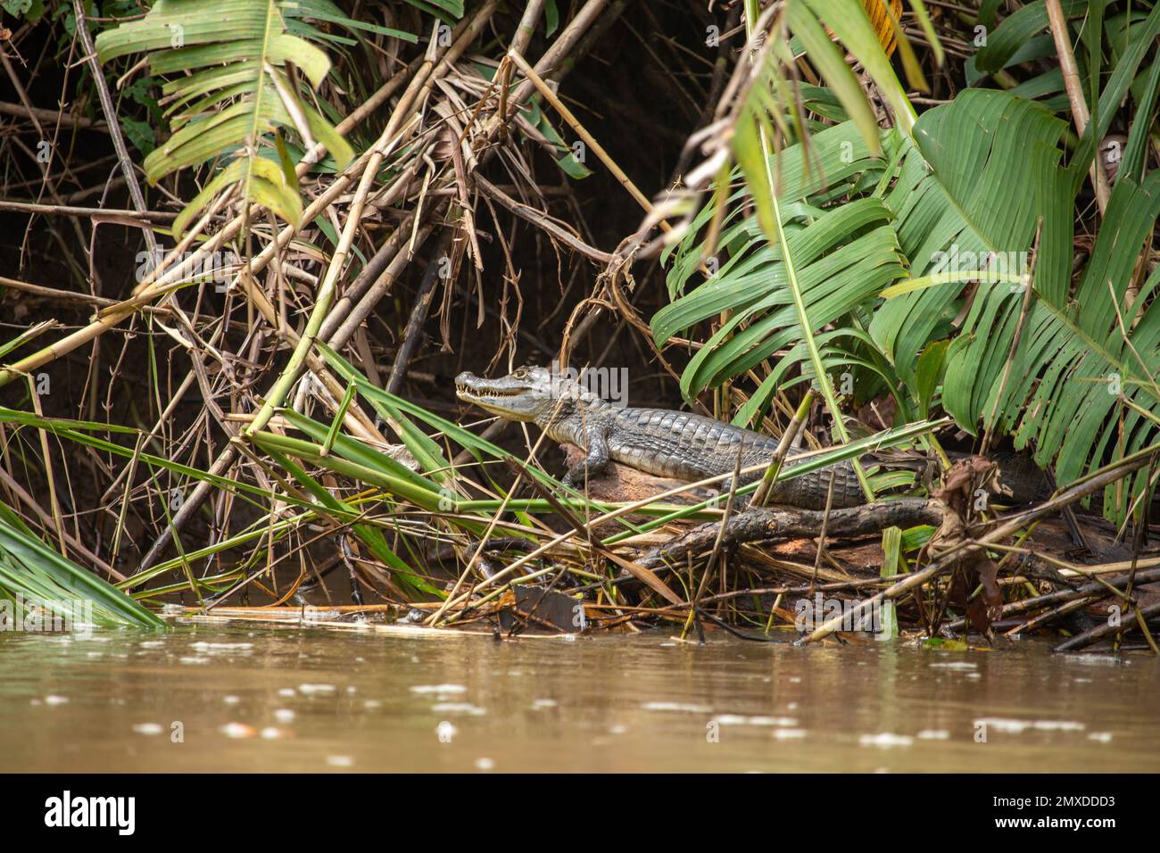 A close-up shot of an alligator hiding behind tree branches by a lake ...