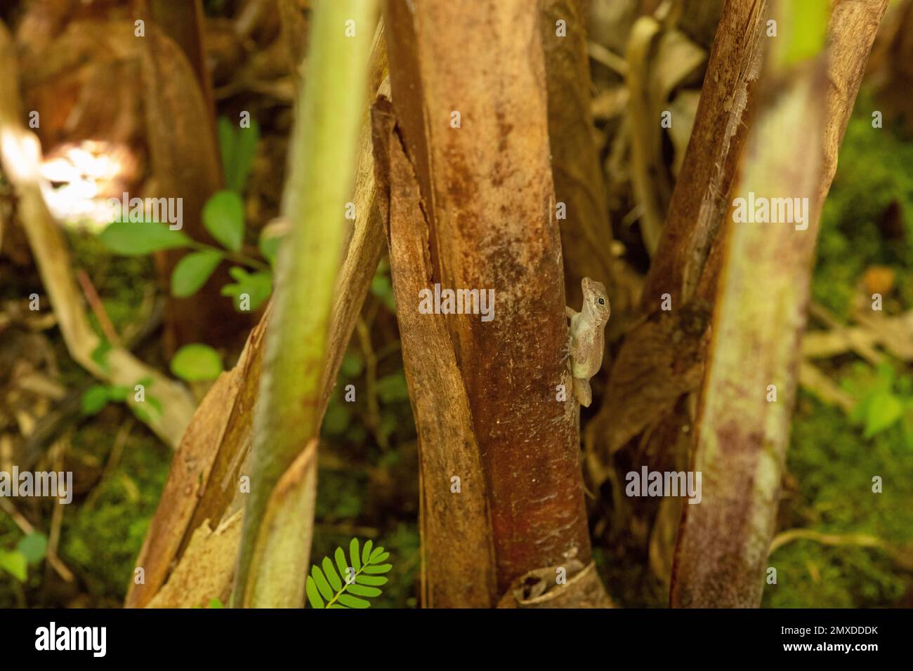 A close-up shot of a gecko crawling on a plant stem Stock Photo - Alamy