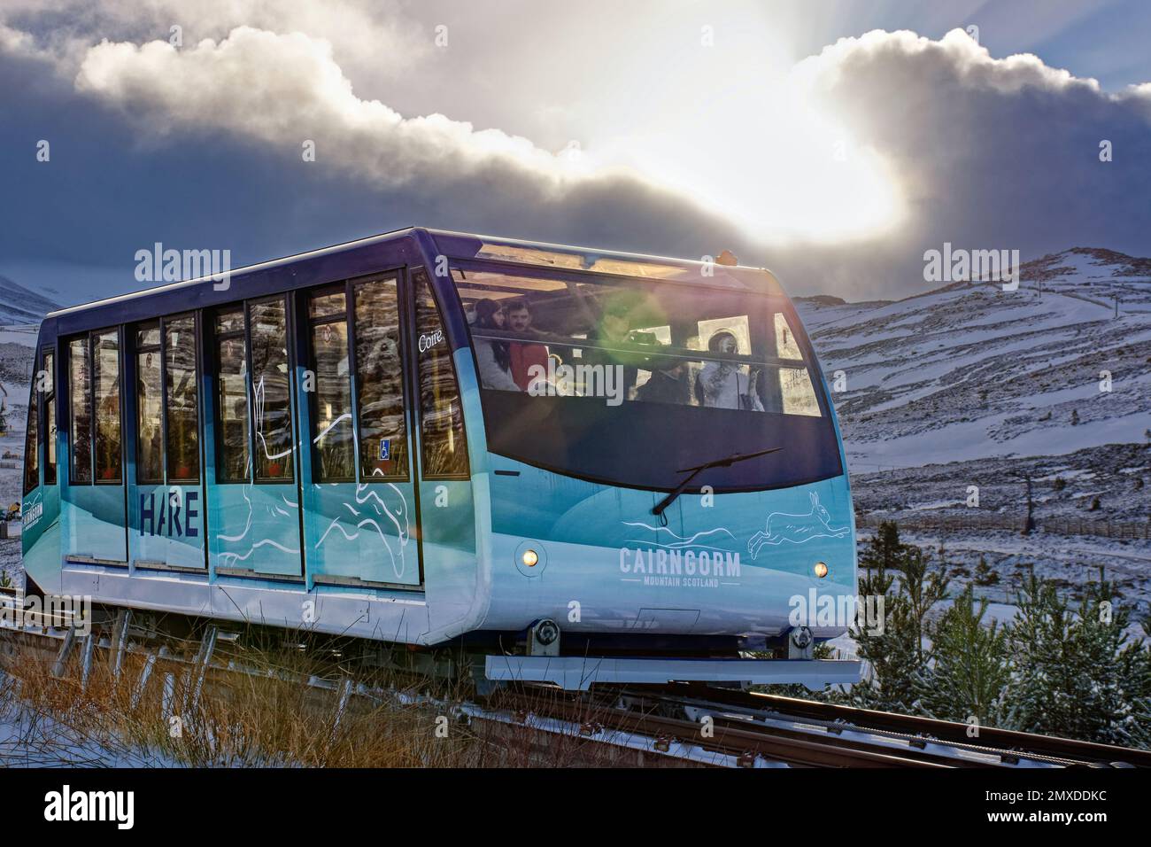 Cairngorm mountain hare hi-res stock photography and images - Alamy