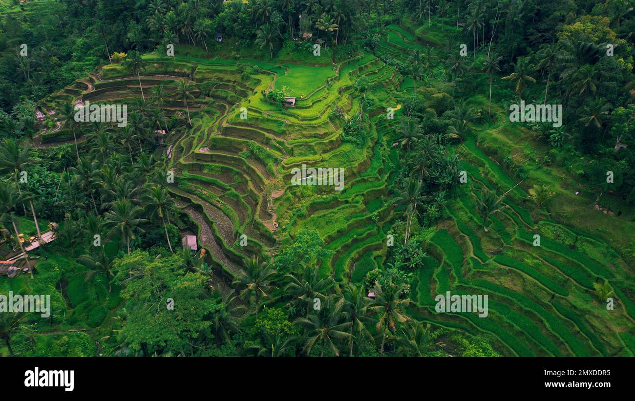 Rice fields and small houses of traditional village in rice terraces ...