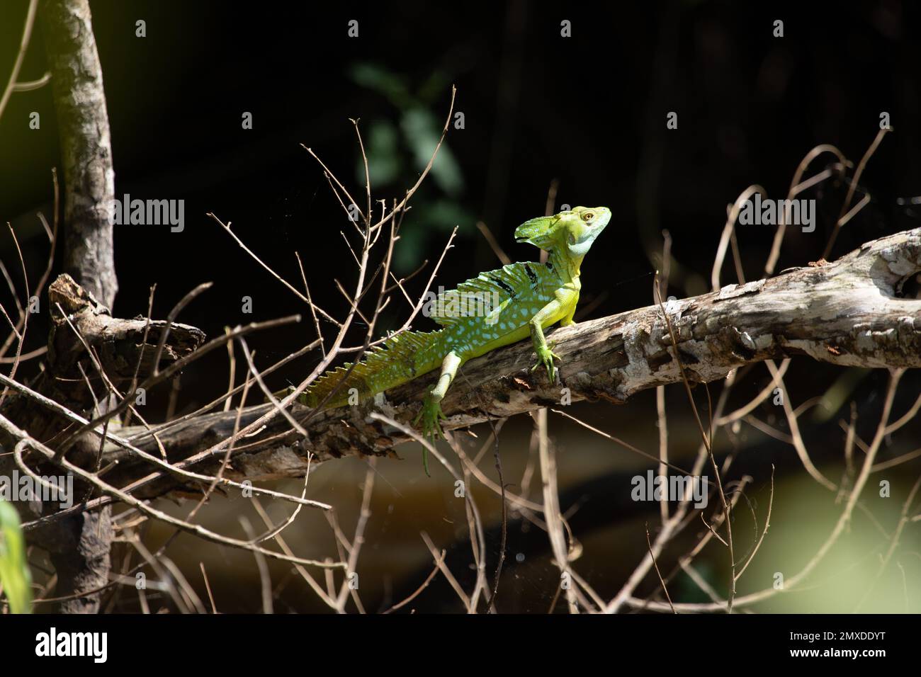 A close-up shot of a Common basilisk on a tree branch Stock Photo - Alamy