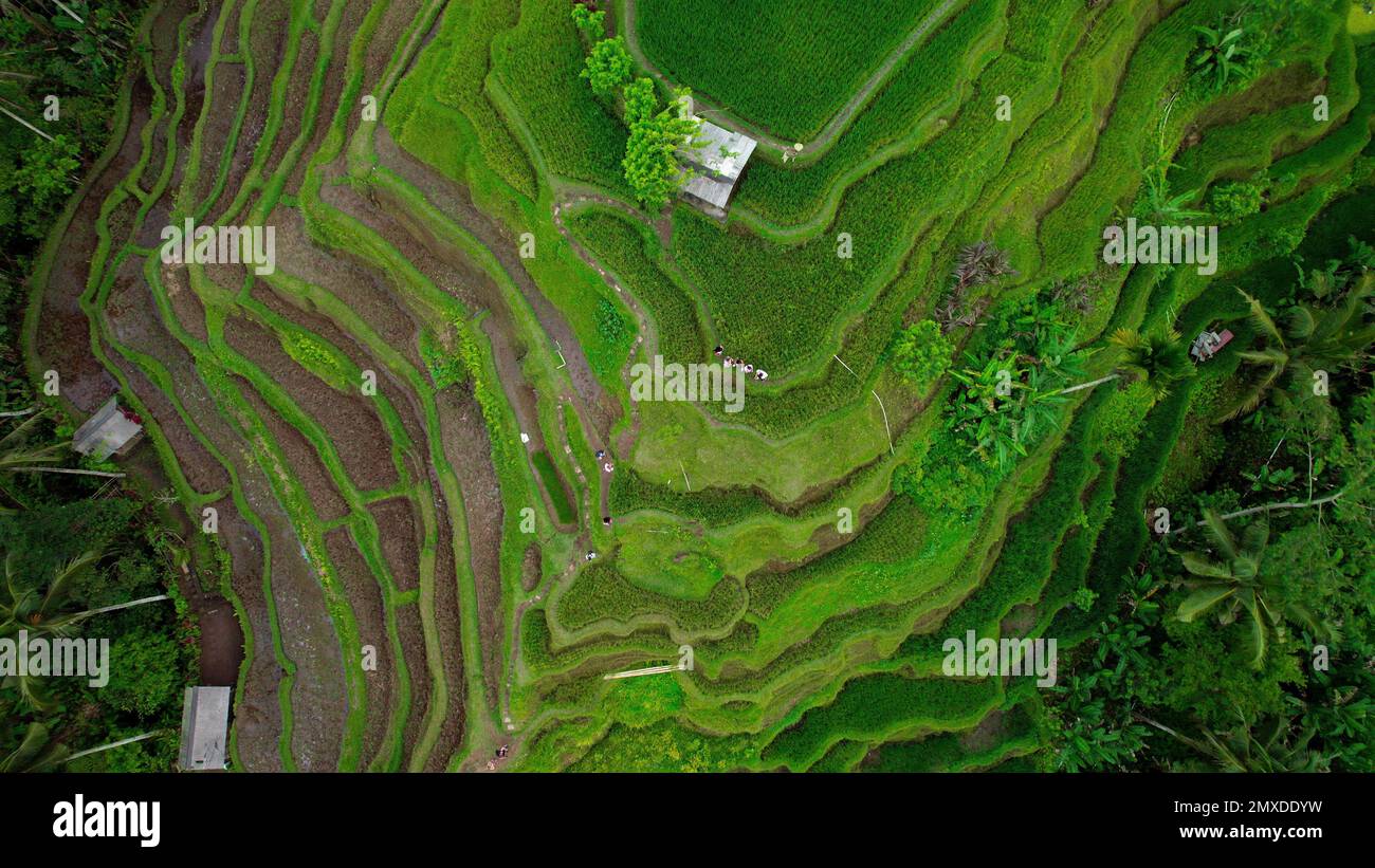Rice terraces green fields in Bali Island Indonesia. Famous tourist ...